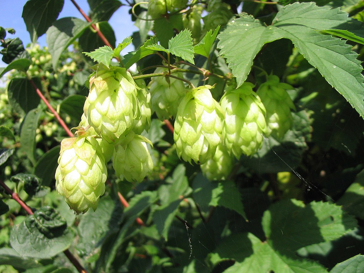 Hops Flowers - Herbal Bath Magic