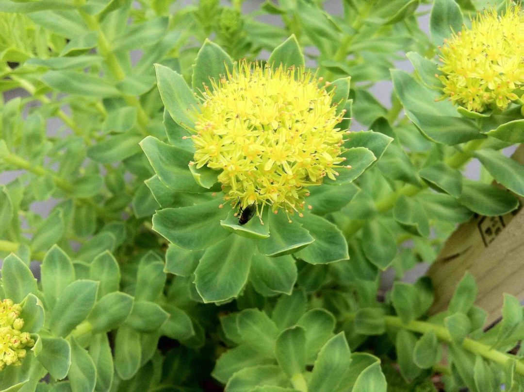 North American Rhodiola Root - Herbal Bath Magic